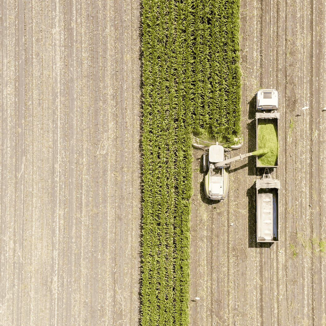 Five benefits of feeding Agrigate Silage to Dairy Animals