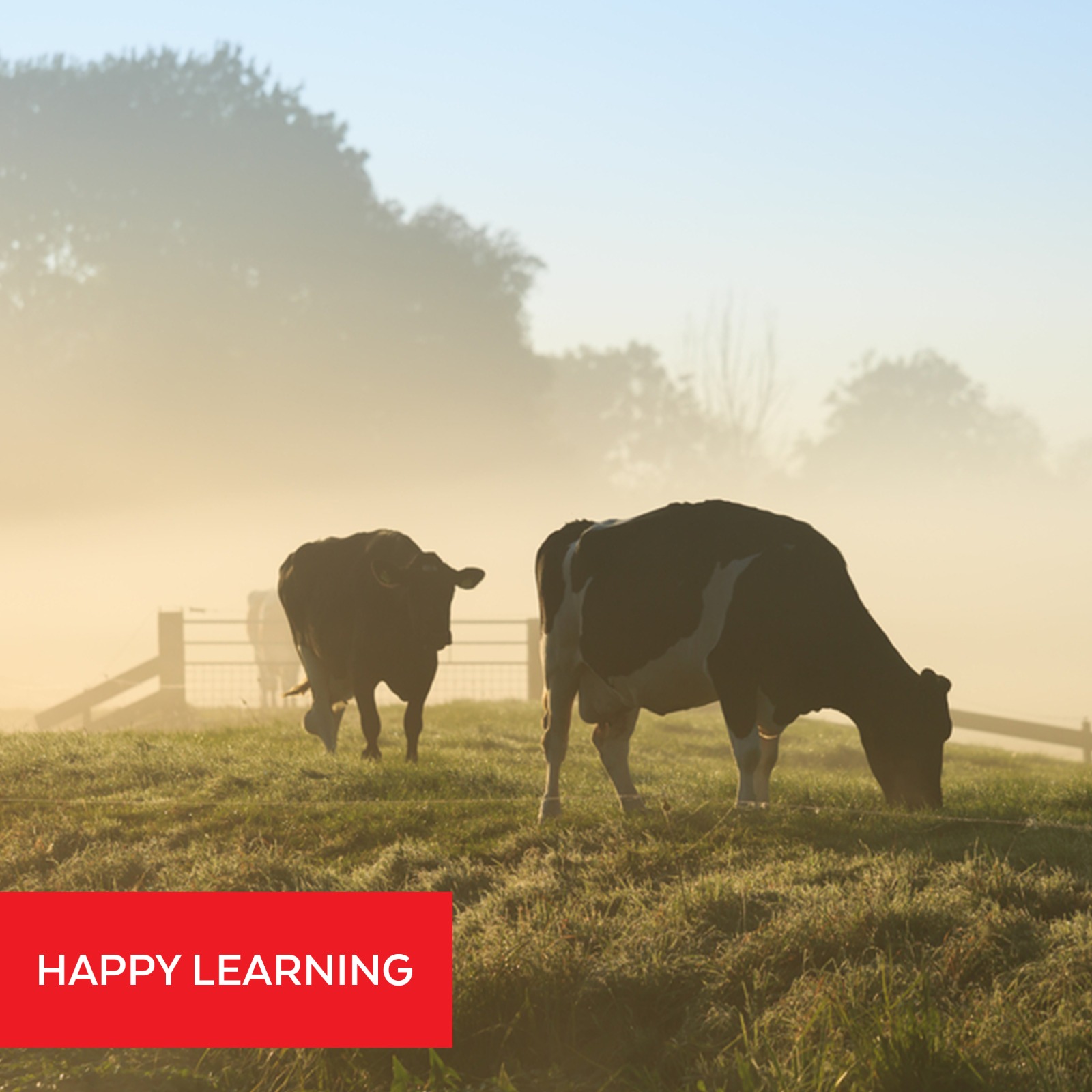 Preventing Cold Stress in Dairy Cattle: Best Practices for Farmers