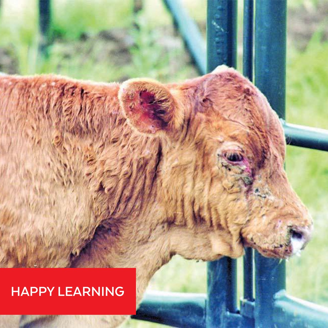 Managing and Preventing Lumpy Skin Disease in Dairy Cattle